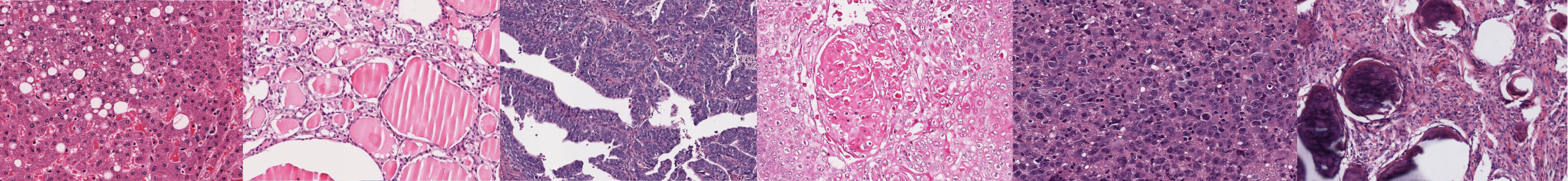 Museo virtual de patología, Universidad del Rosario